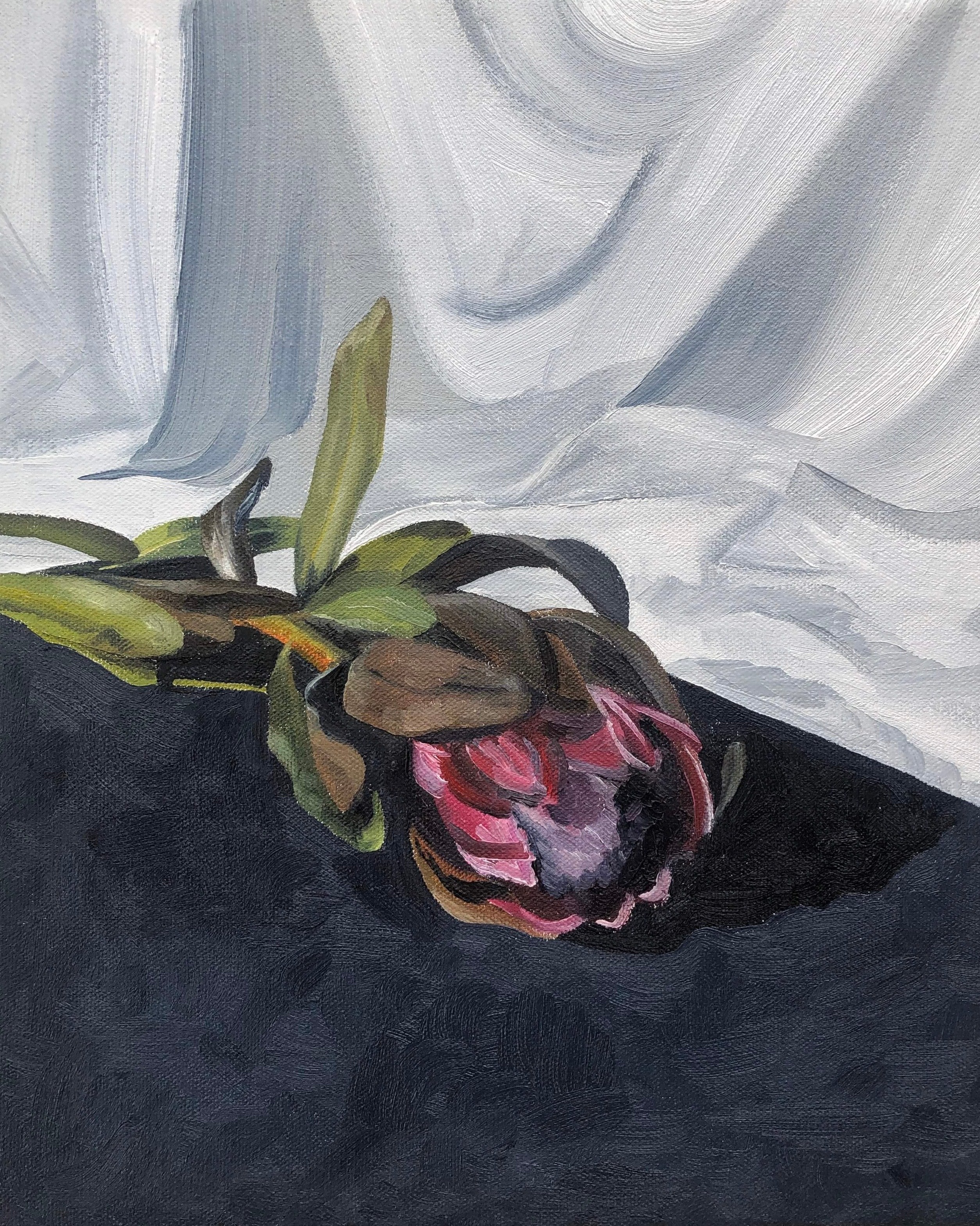 Brunswick Street Gallery - Georgia Pricone | Protea Study I